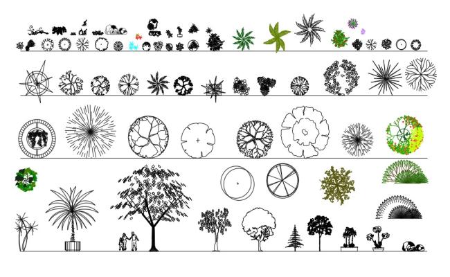 AutoCAD DWG Drawing of Large Tree Planting Plan and Elevation