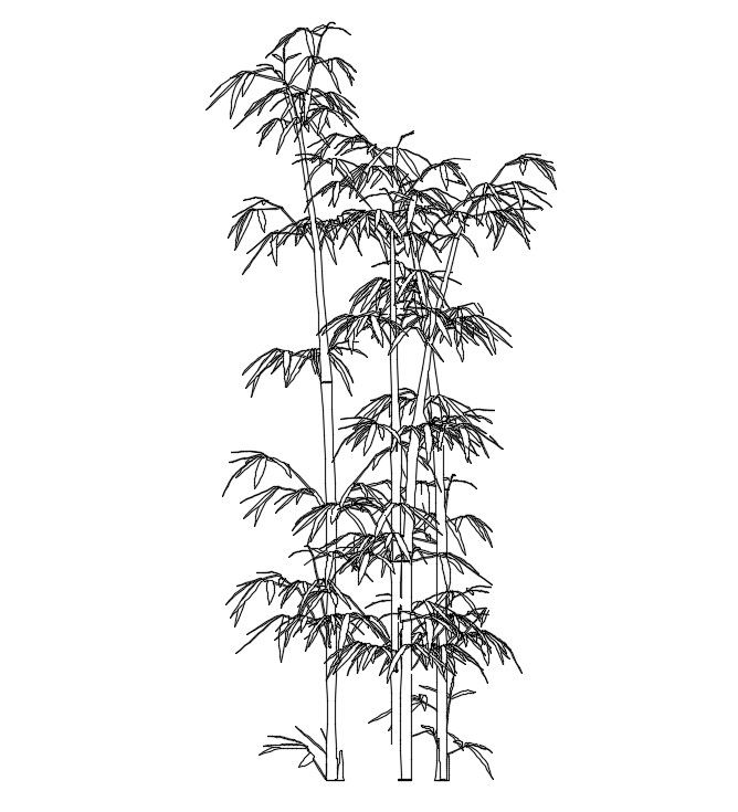 CAD Drawing File showing 2D bamboo tree top view layout